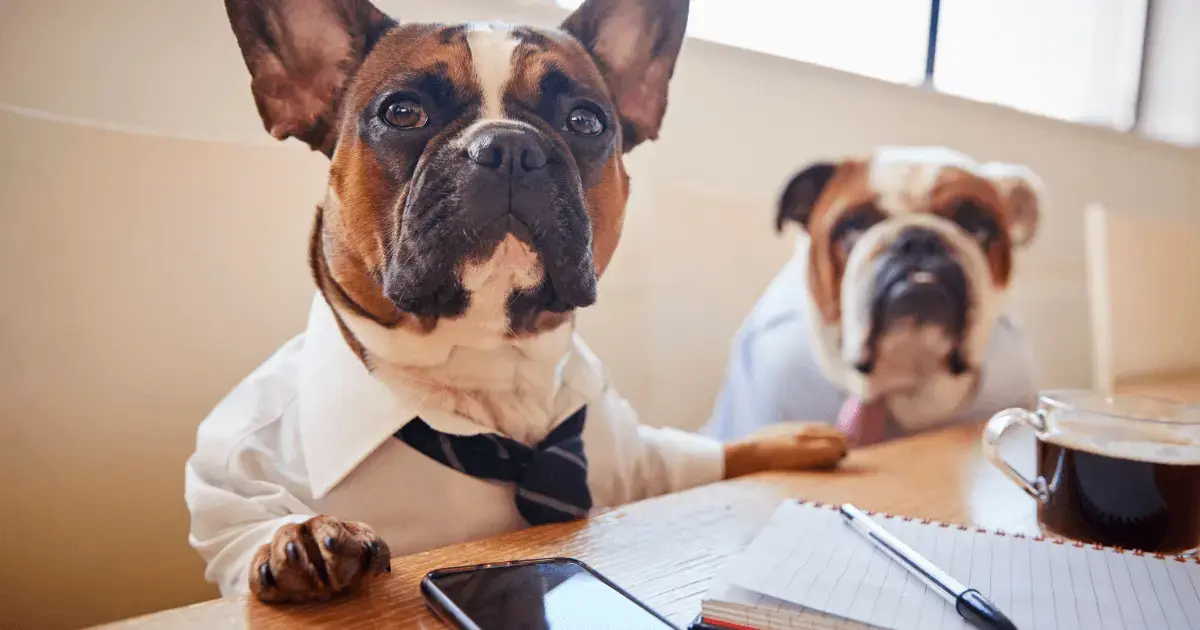 10 Pet Spending Statistics You Need To Know